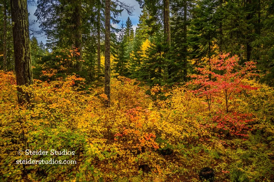 Other — Steider Studios