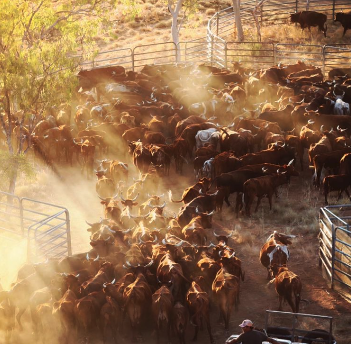 Best Farm Security Cameras Australia - Landwatch Australia