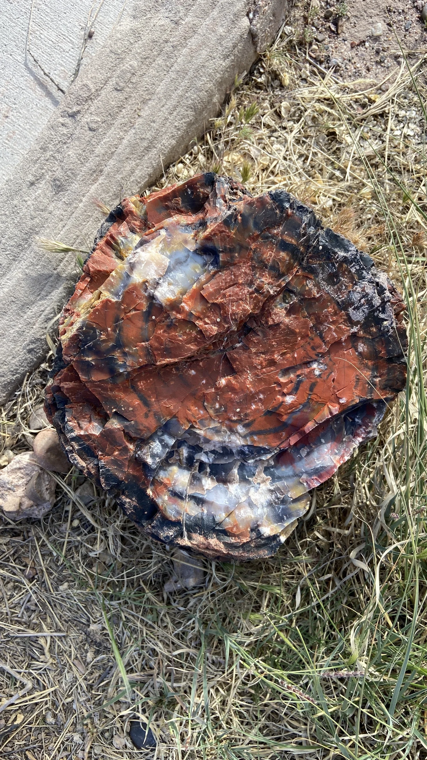 PETRIFIED FOREST NATIONAL PARK — Claire Giordano