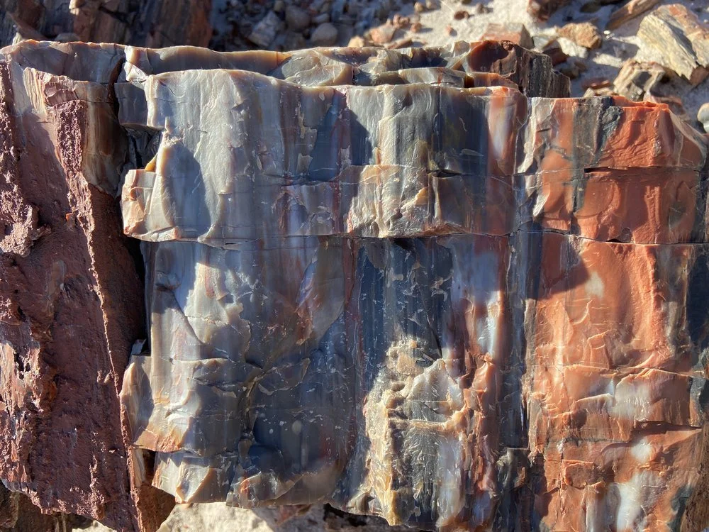 PETRIFIED FOREST NATIONAL PARK — Claire Giordano