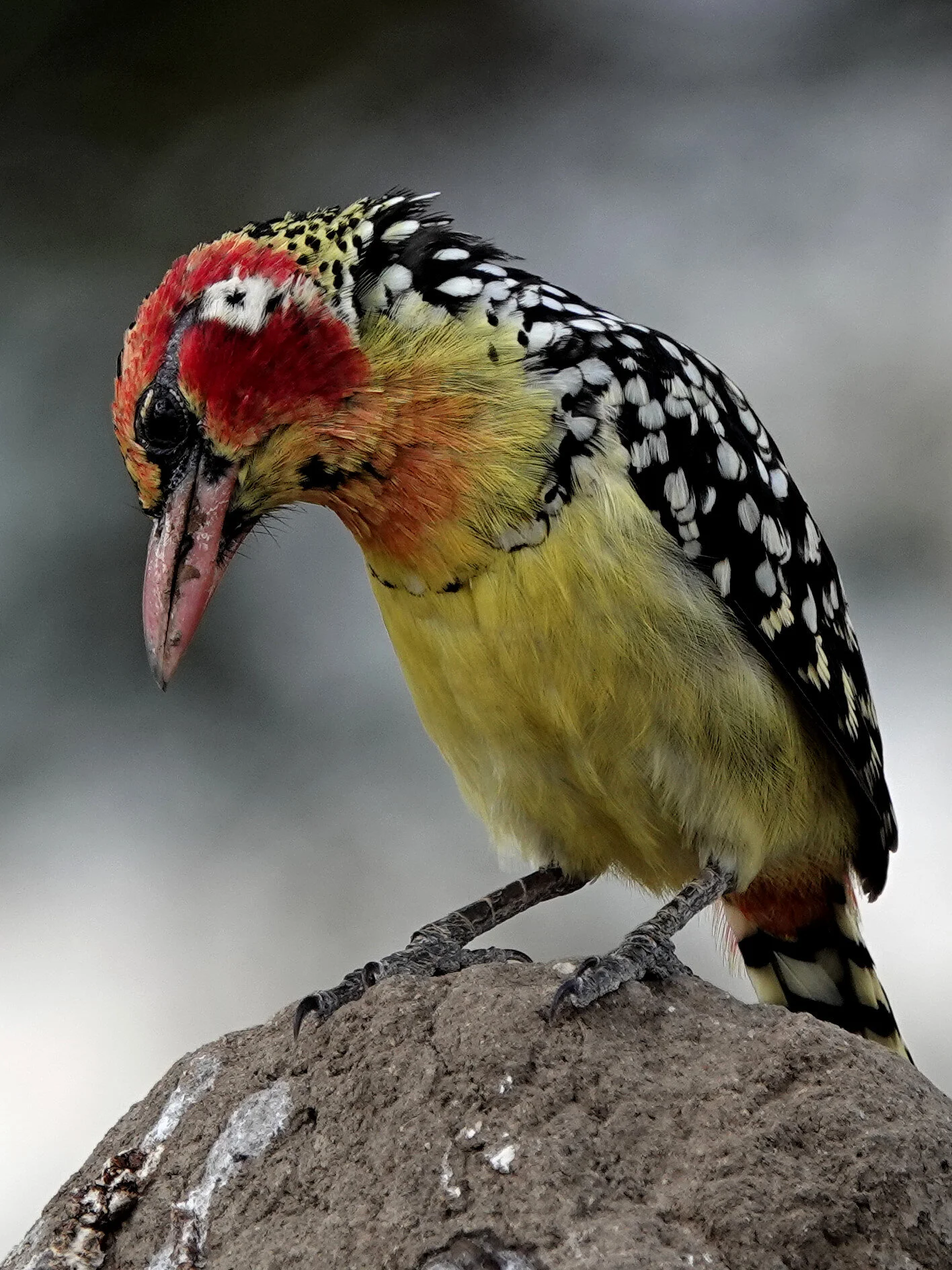 Tanzania – Tarangire — Great Expeditions