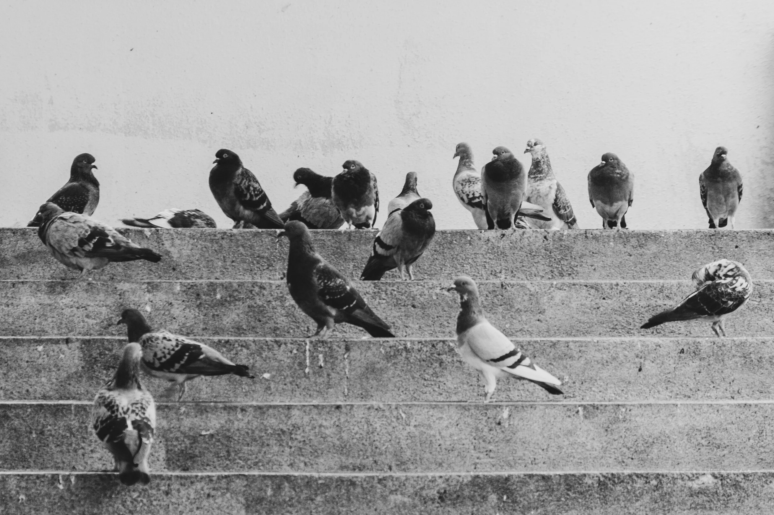 84 Year Old Man Sentenced For Cruelty To Pigeons Hong Kong Animal