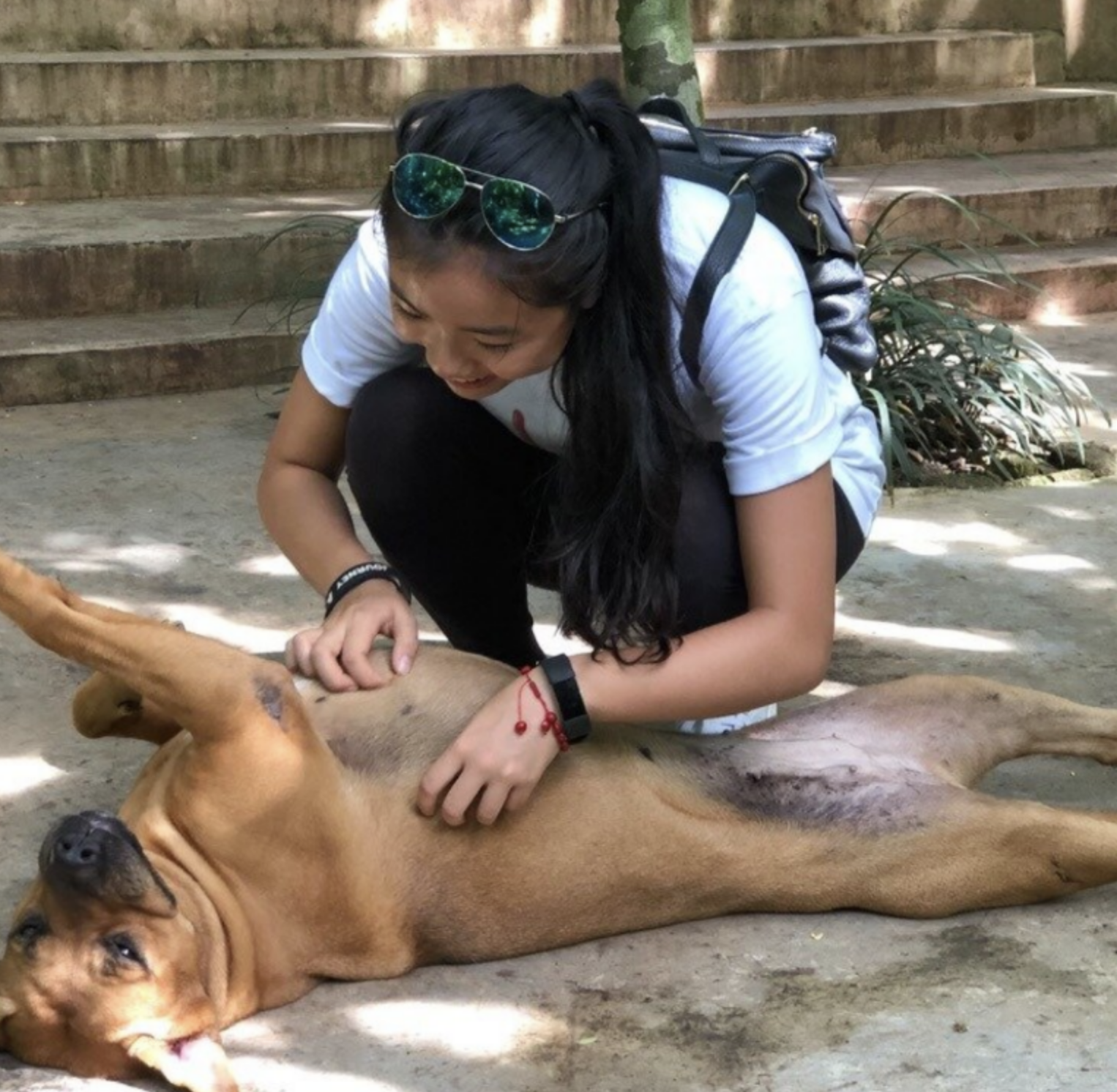 About — Hong Kong Animal Law & Protection Organisation