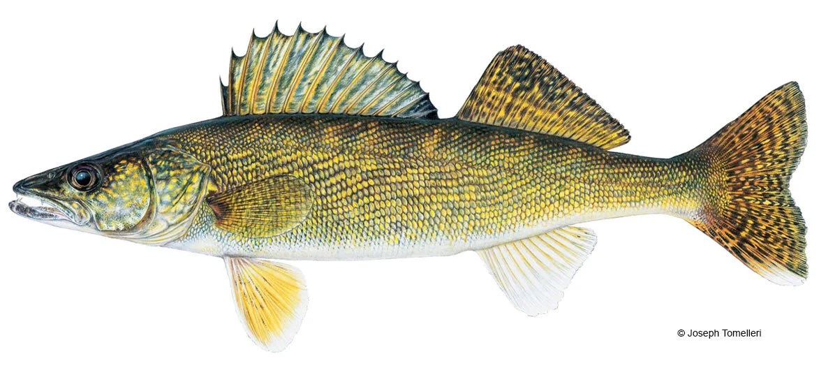 Father's Day Derby Eligible Species — Lake Champlain International