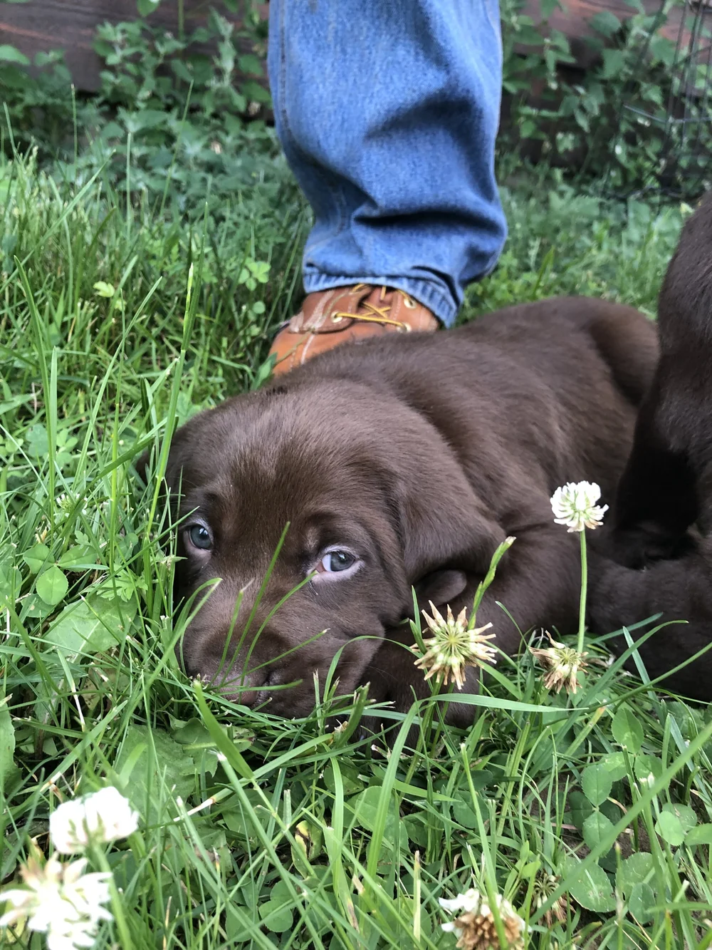 Good Morning Lab Puppy