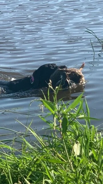 Morning Dew Retrievers