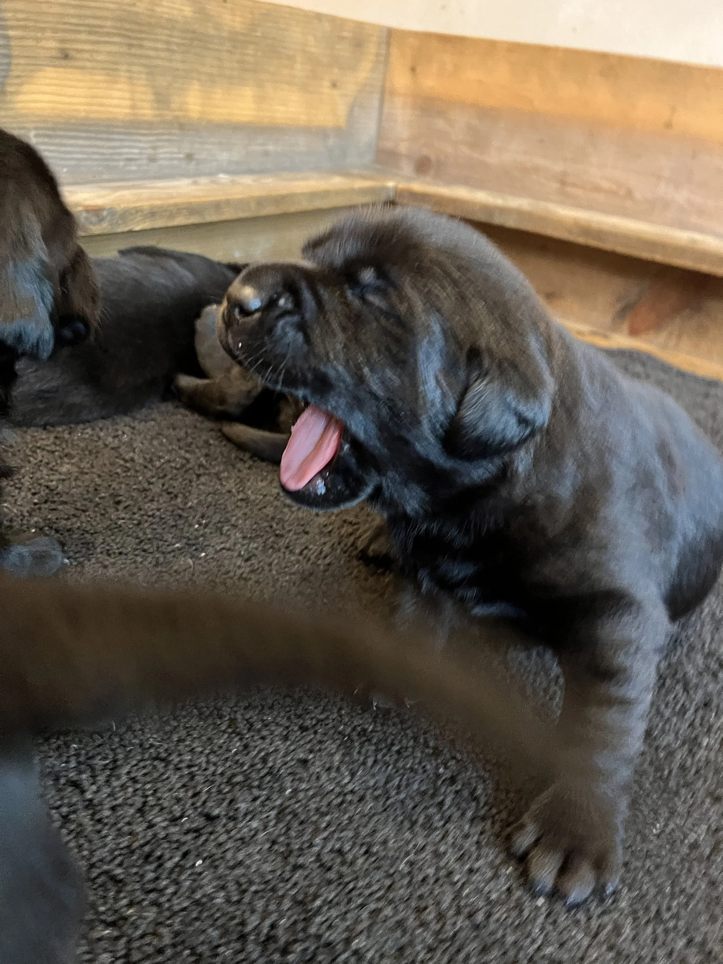 Morning Dew Puppies — Morning Dew Retrievers