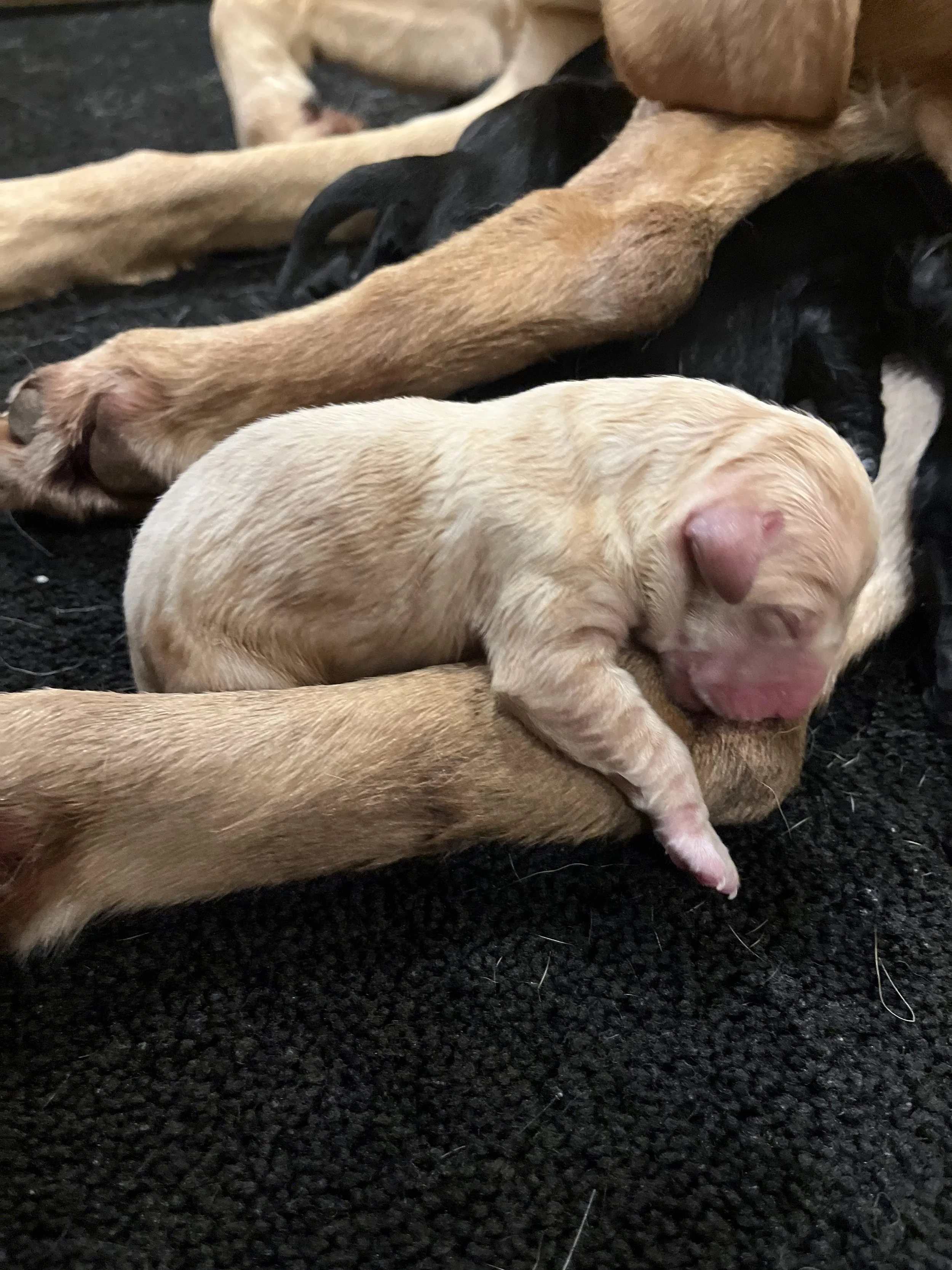 Morning Dew Puppies — Morning Dew Retrievers