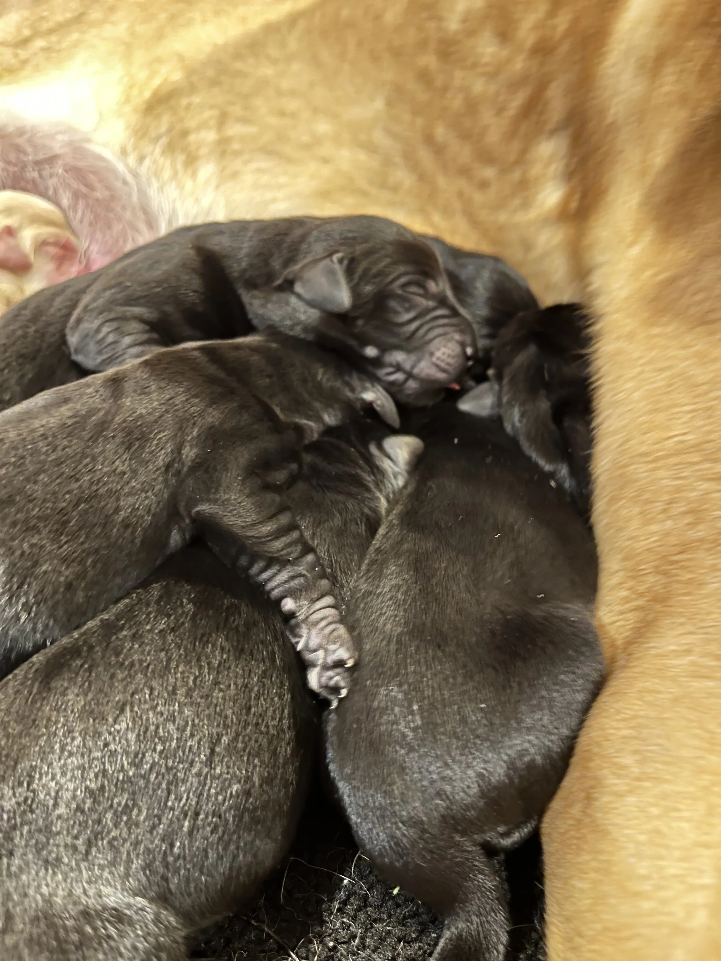 Morning Dew Puppies — Morning Dew Retrievers