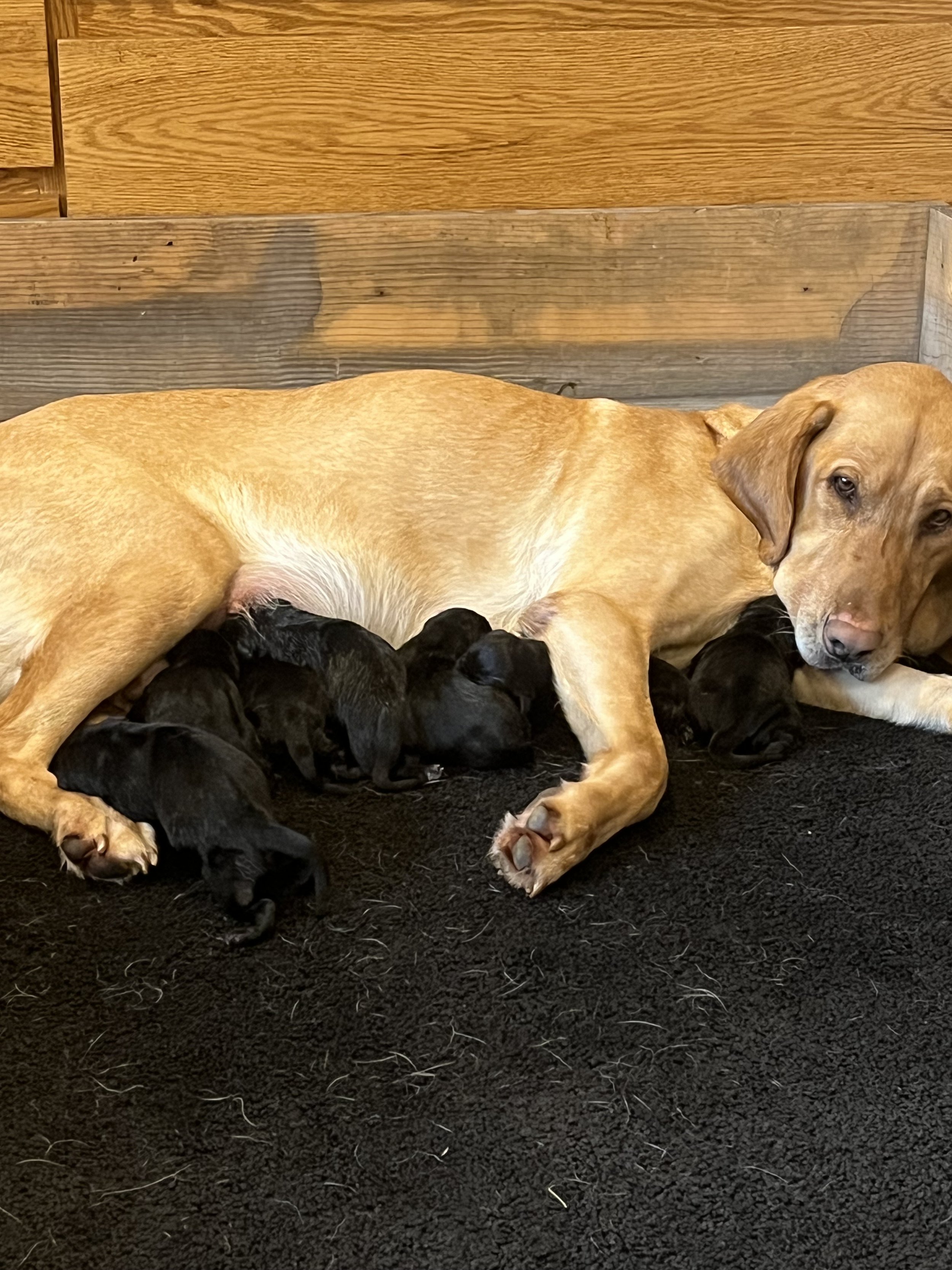 Morning Dew Puppies — Morning Dew Retrievers