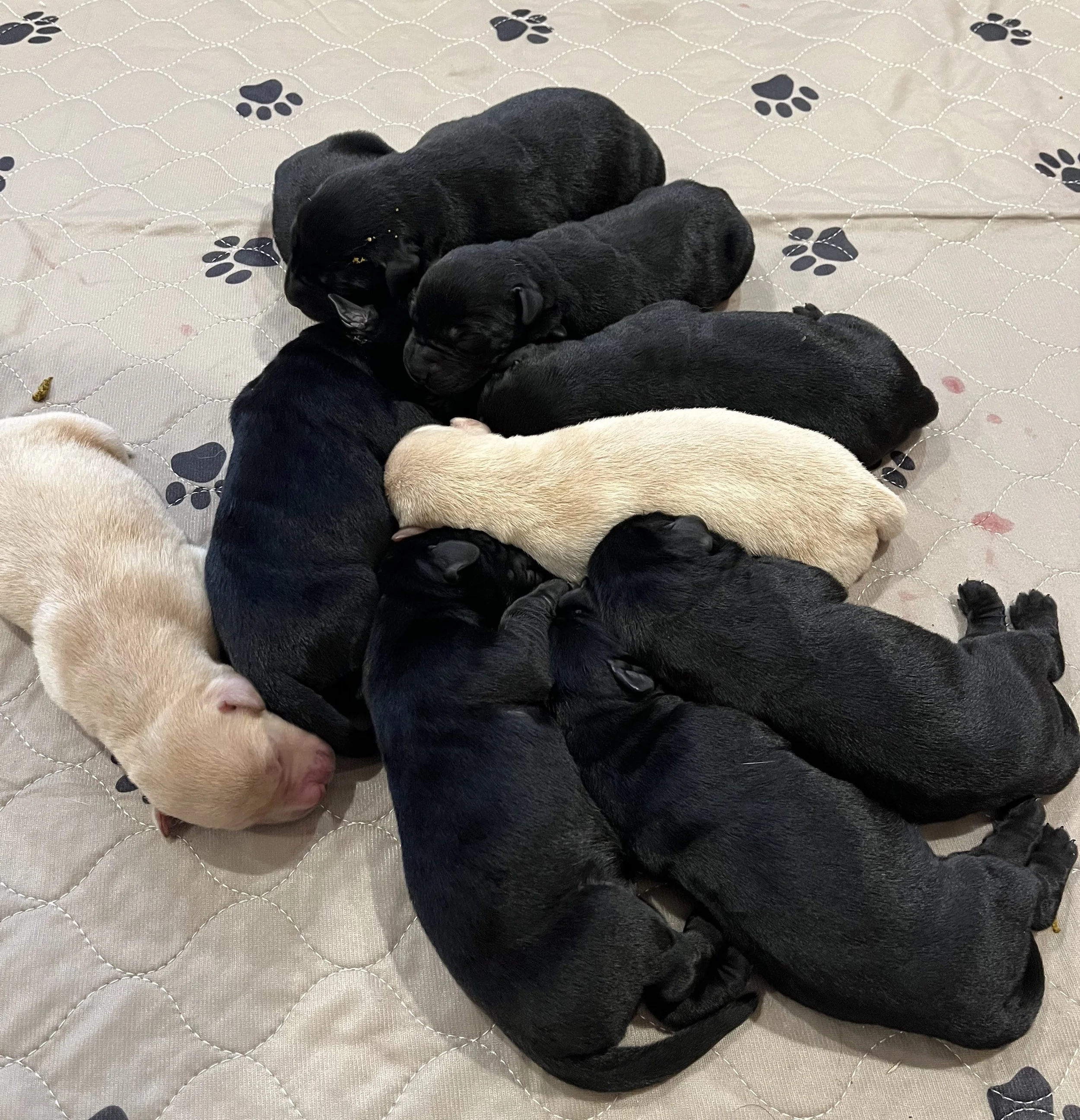 Morning Dew Puppies — Morning Dew Retrievers