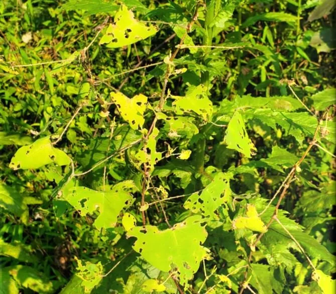 Webinars — Northeast RISCC Management