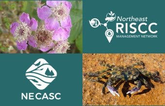 Webinars — RISCC Management