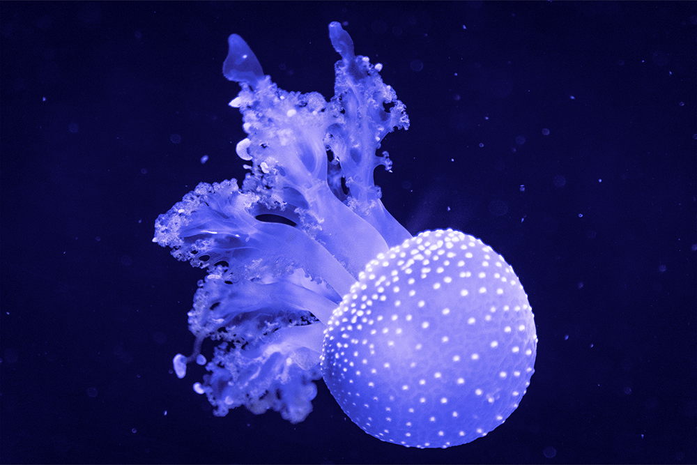 Teal Fish Studio | Branding & Web Design