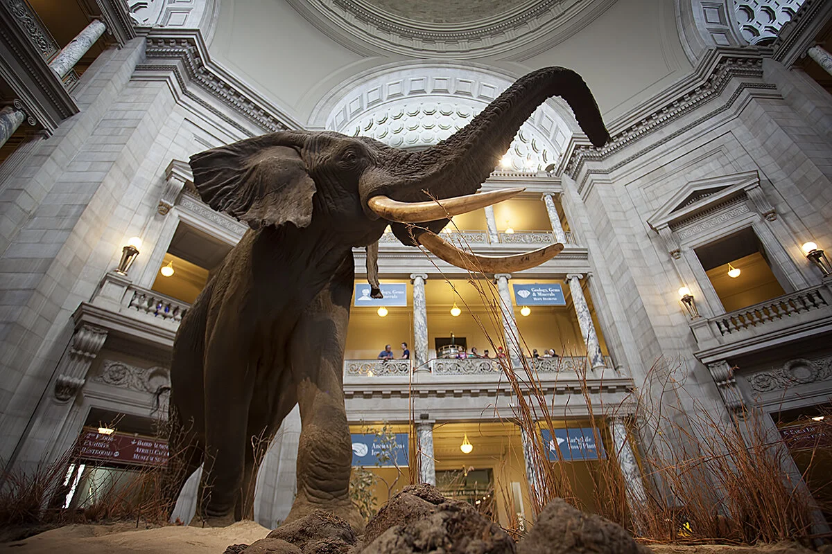 Smithsonian Museum Of Natural History Exhibits