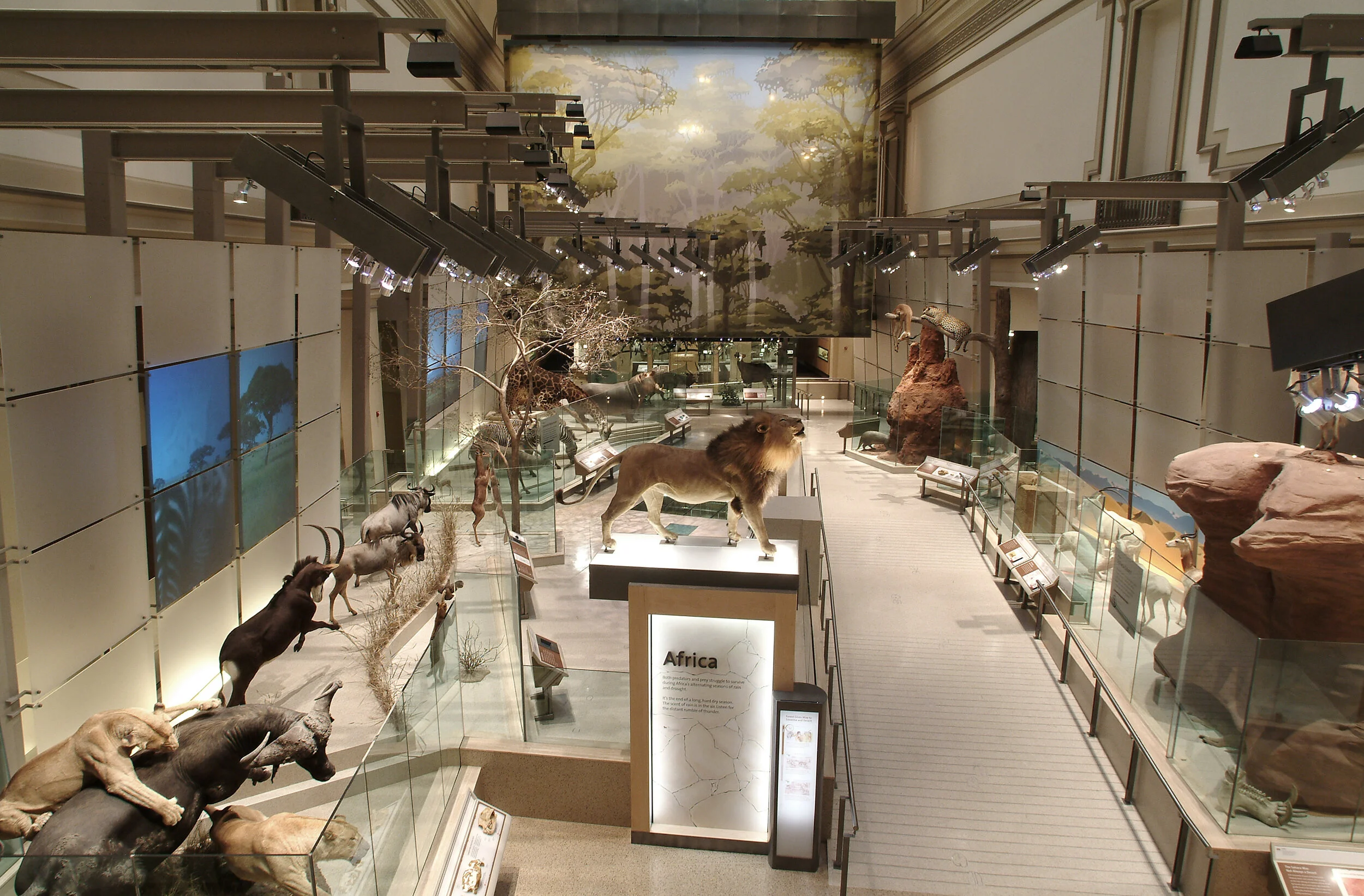 Smithsonian Museum Of Natural History Exhibits