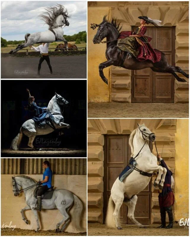 Atkinson Action Horses Shows and Performance Dates — Atkinson Action Horses