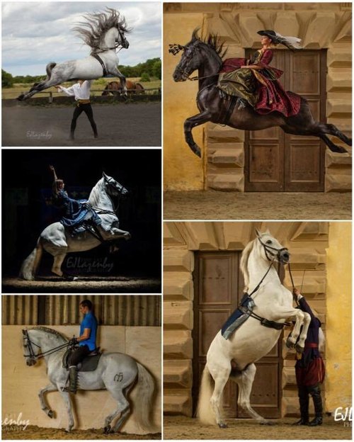 Atkinson Action Horses Shows and Performance Dates — Atkinson Action Horses