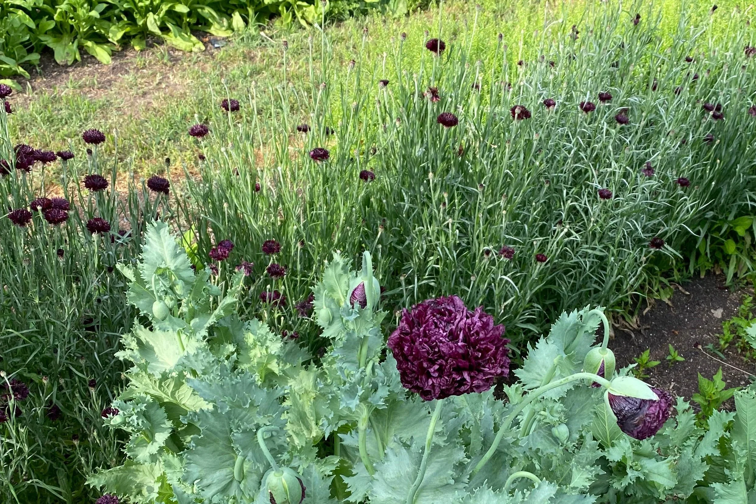 Delaware flower farm