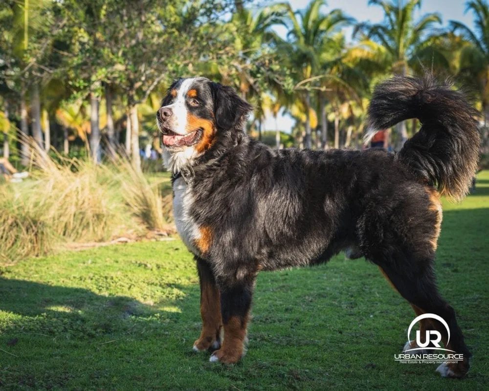 Dog Friendly Beaches & Parks in Miami Beach: The Life of Dogs — Urban ...