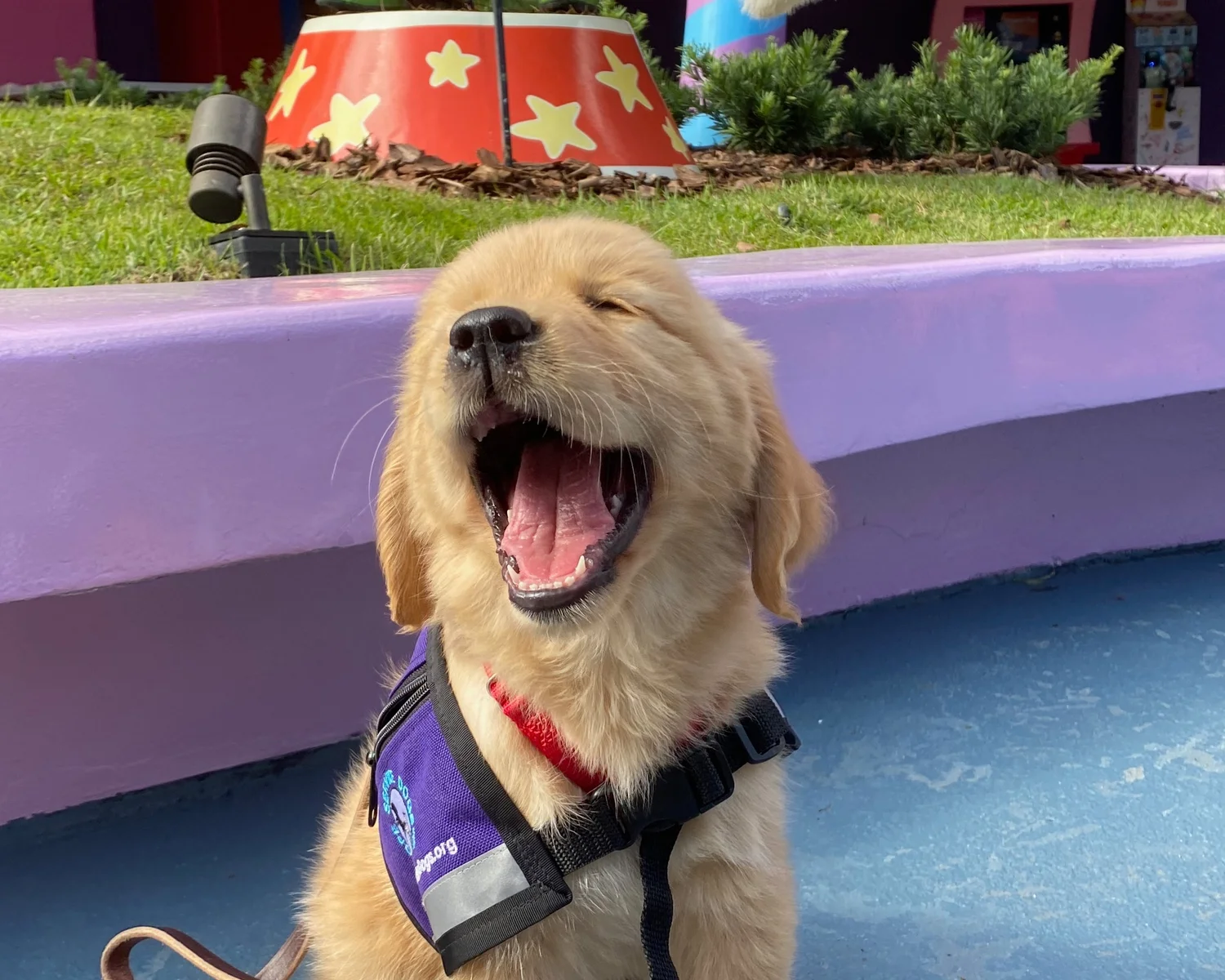 Puppy FAQ — Hope Service Dogs, Inc