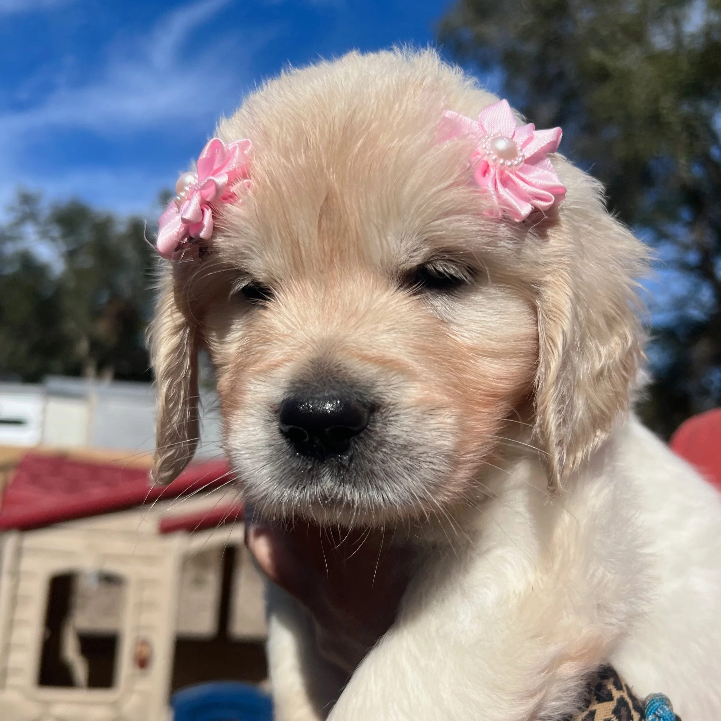 Hope Service Dogs, Inc