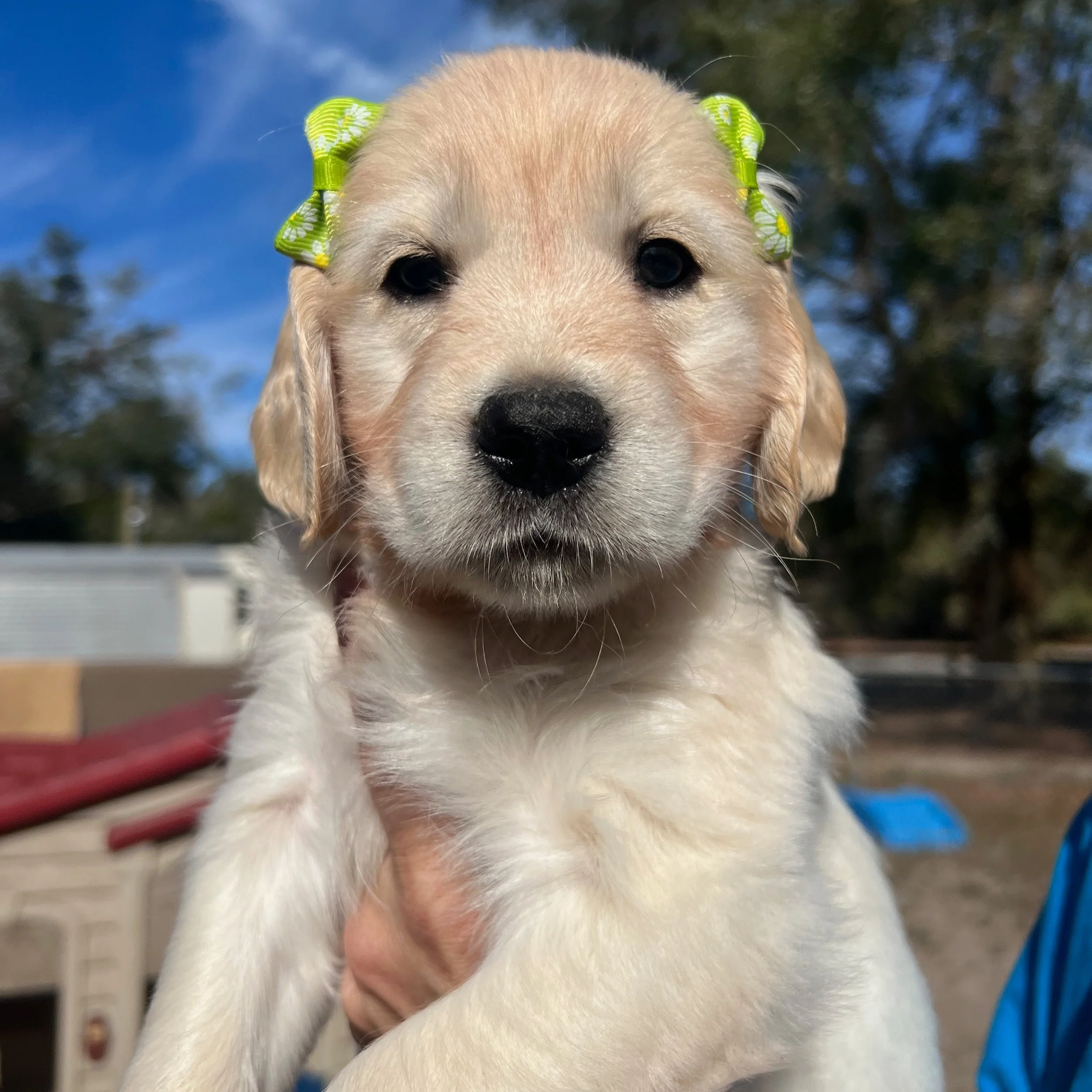 Hope Service Dogs, Inc