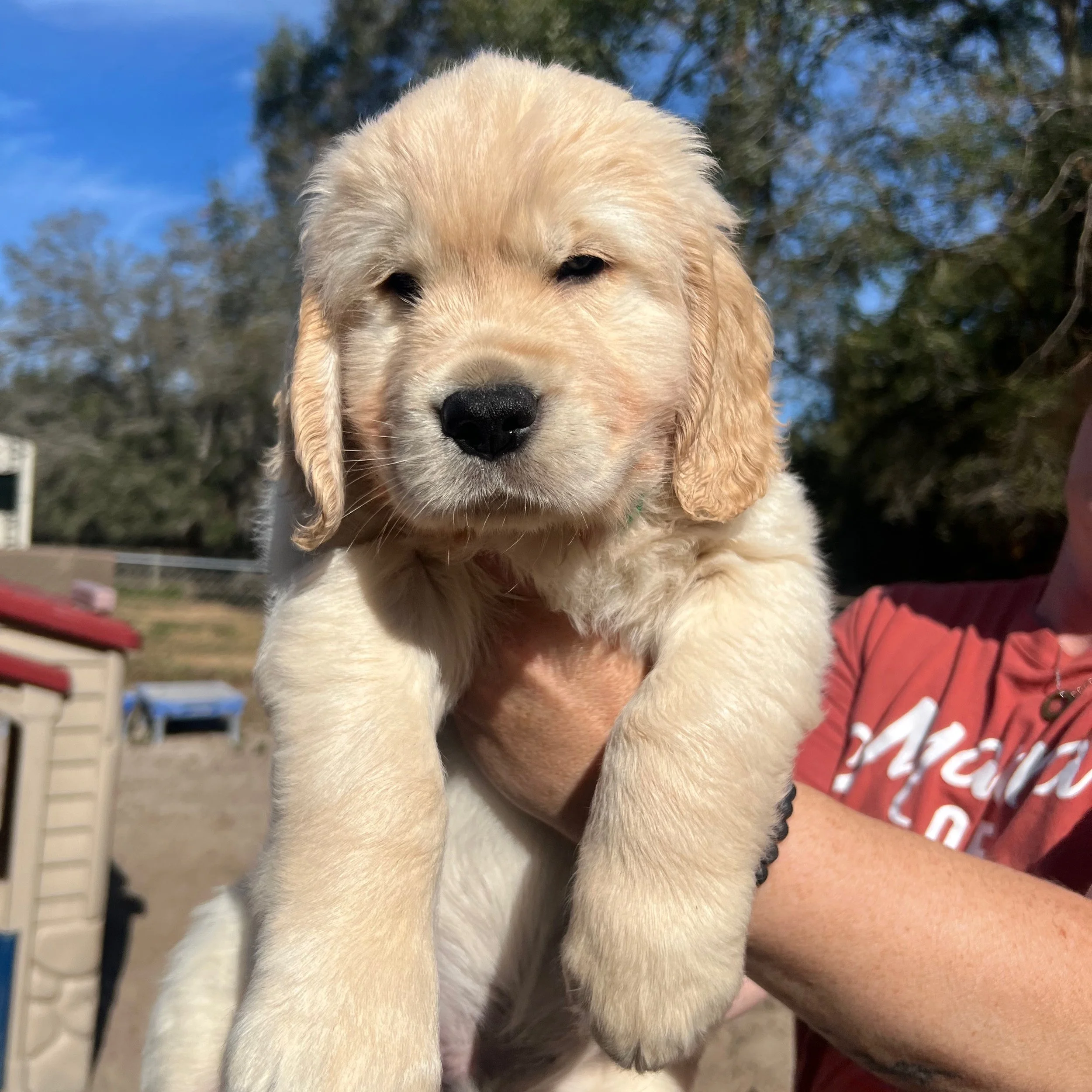 Hope Service Dogs, Inc