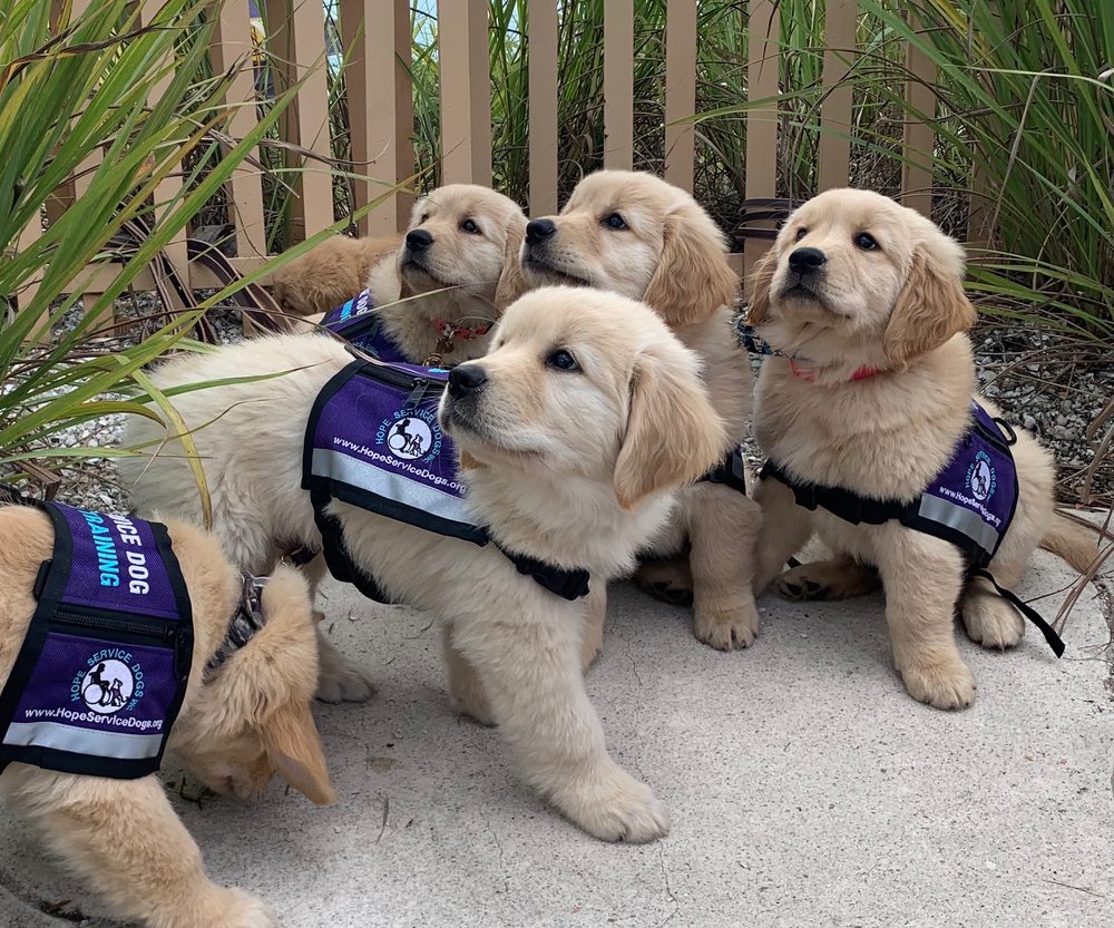 Puppy Programs — Hope Service Dogs, Inc