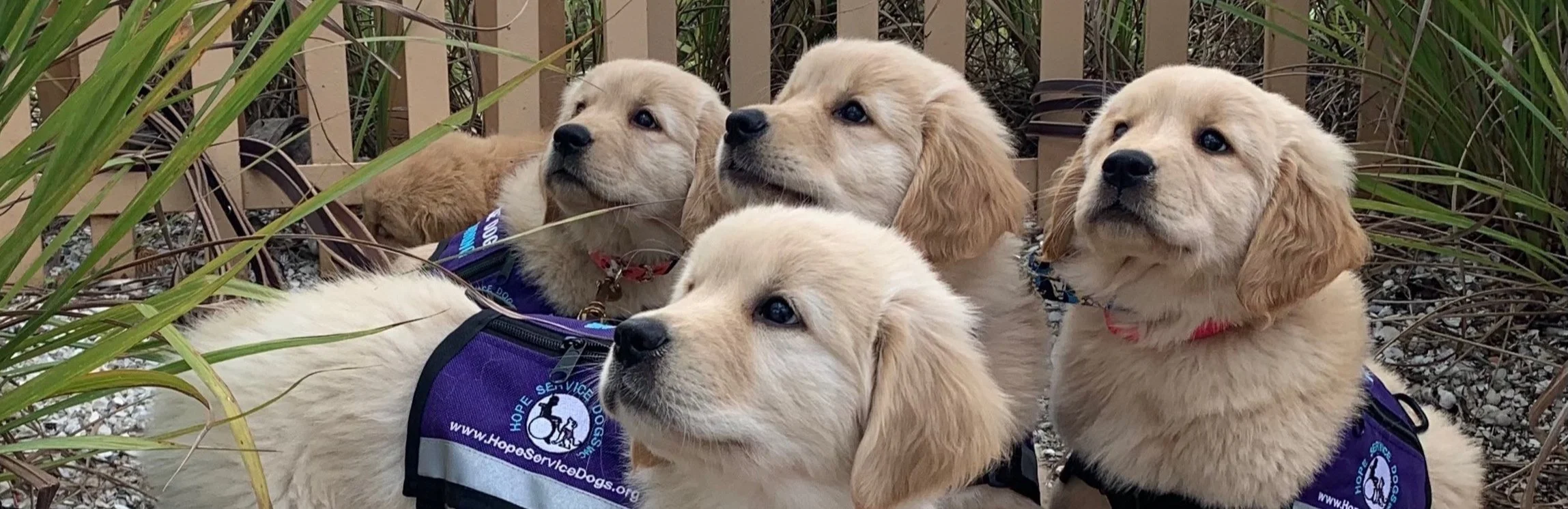 Hope Service Dogs, Inc