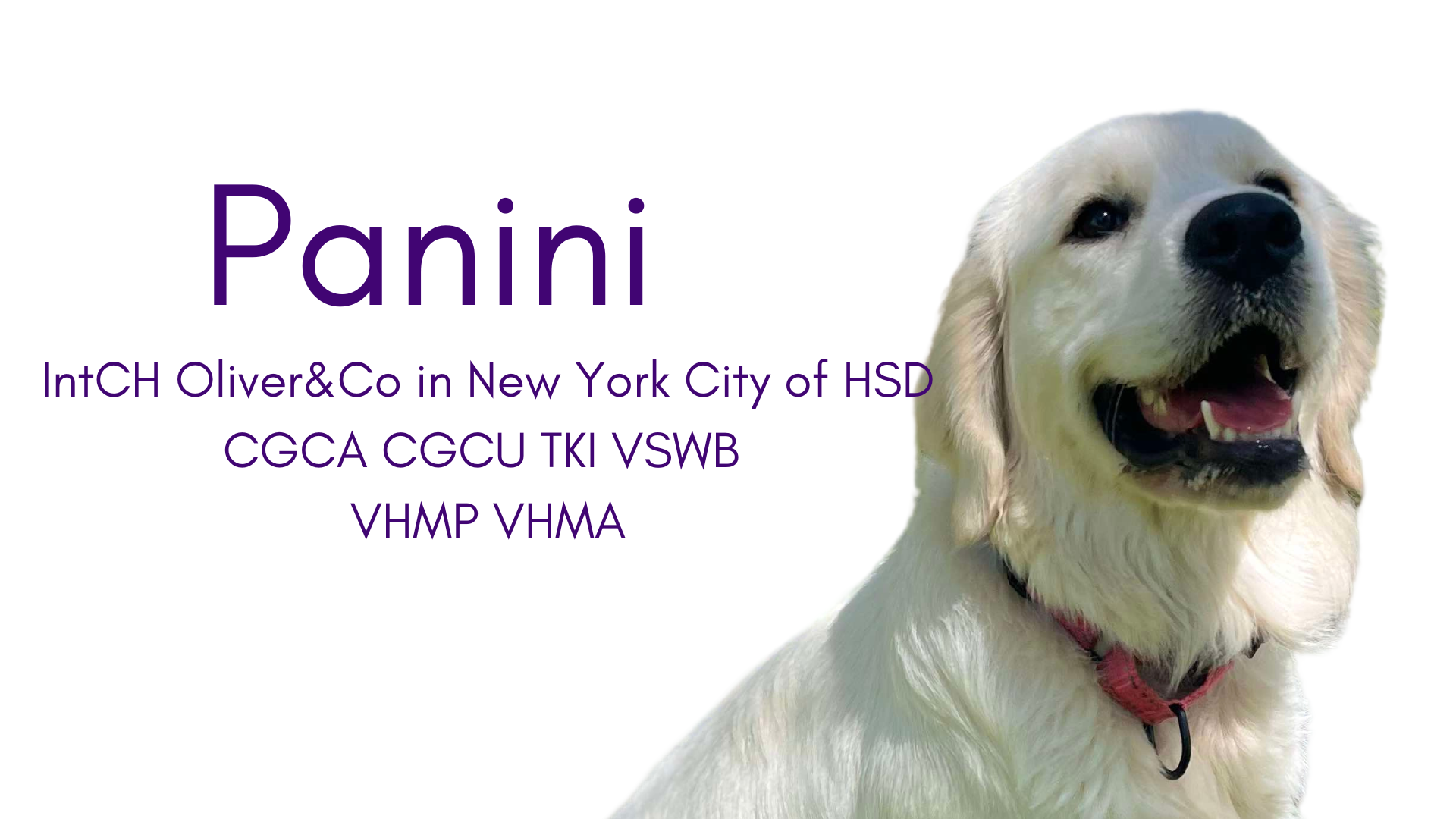 Panini — Hope Service Dogs, Inc