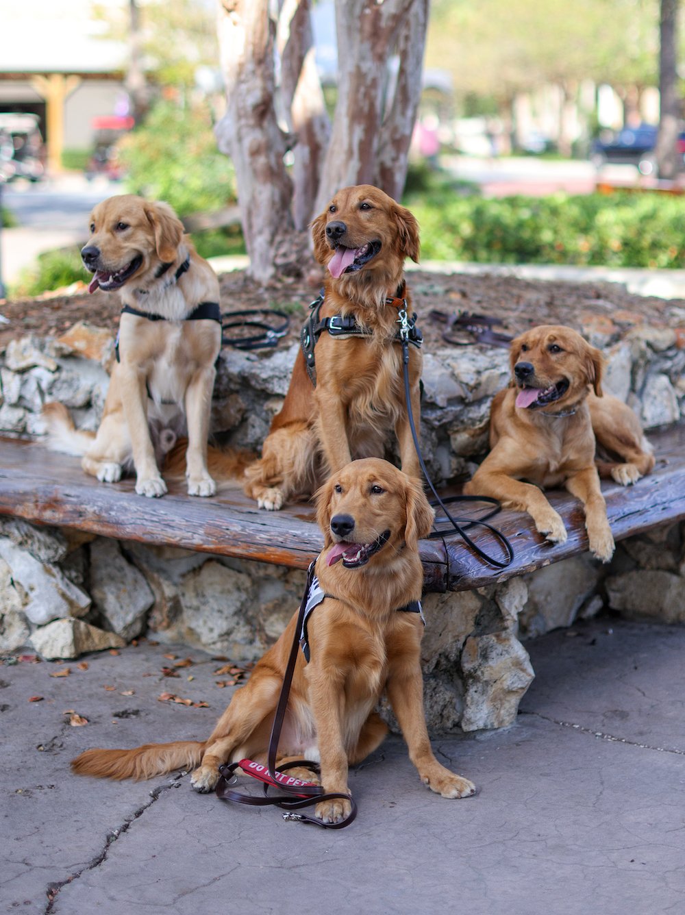 Hope Service Dogs, Inc