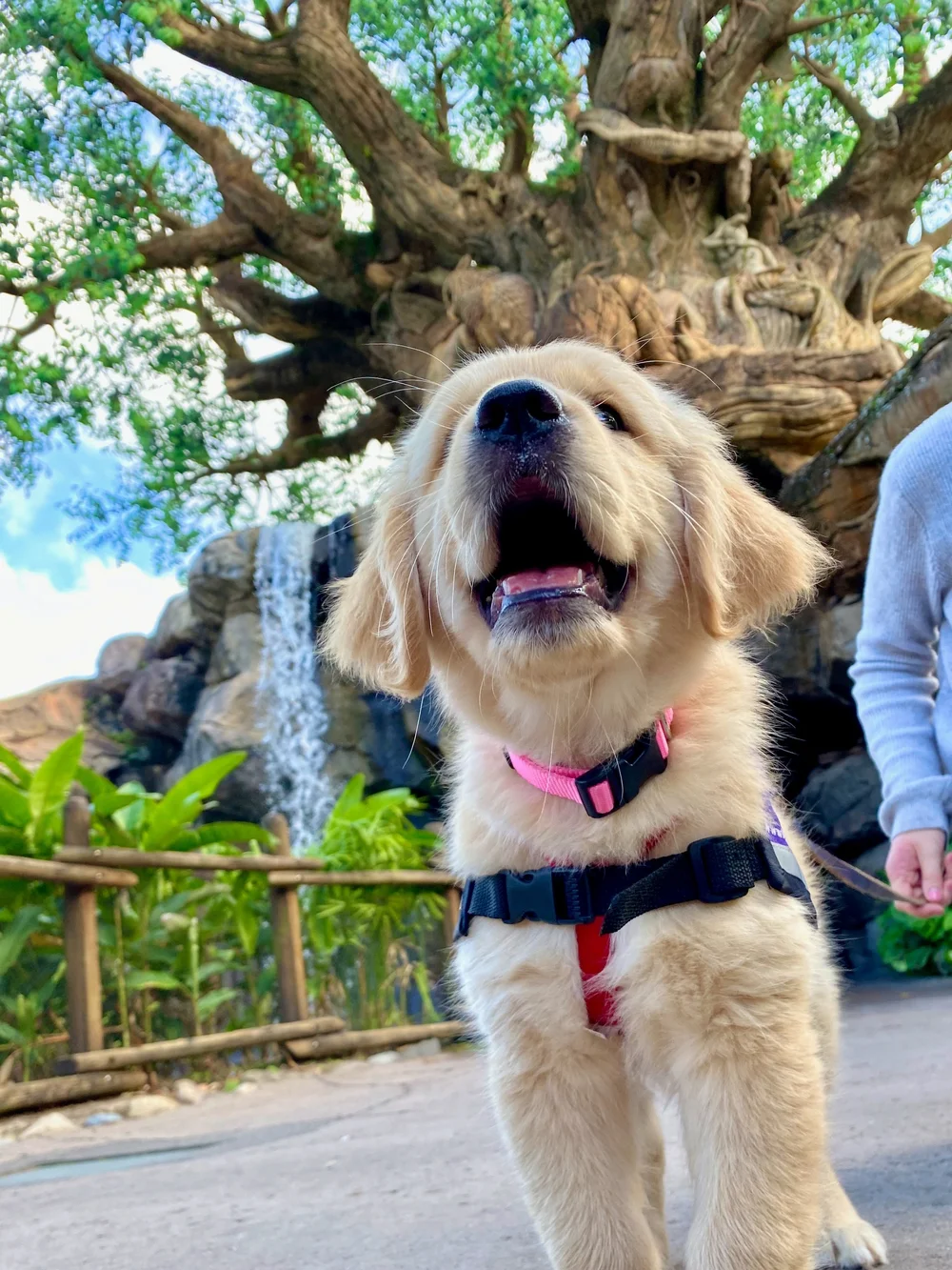 Dog Training Programs — Hope Service Dogs, Inc