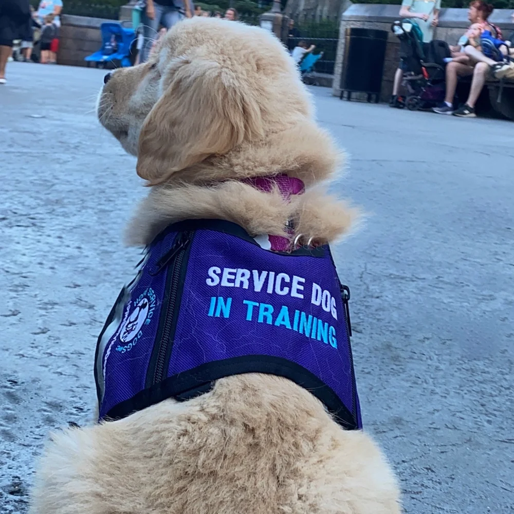 Contact Us — Hope Service Dogs, Inc