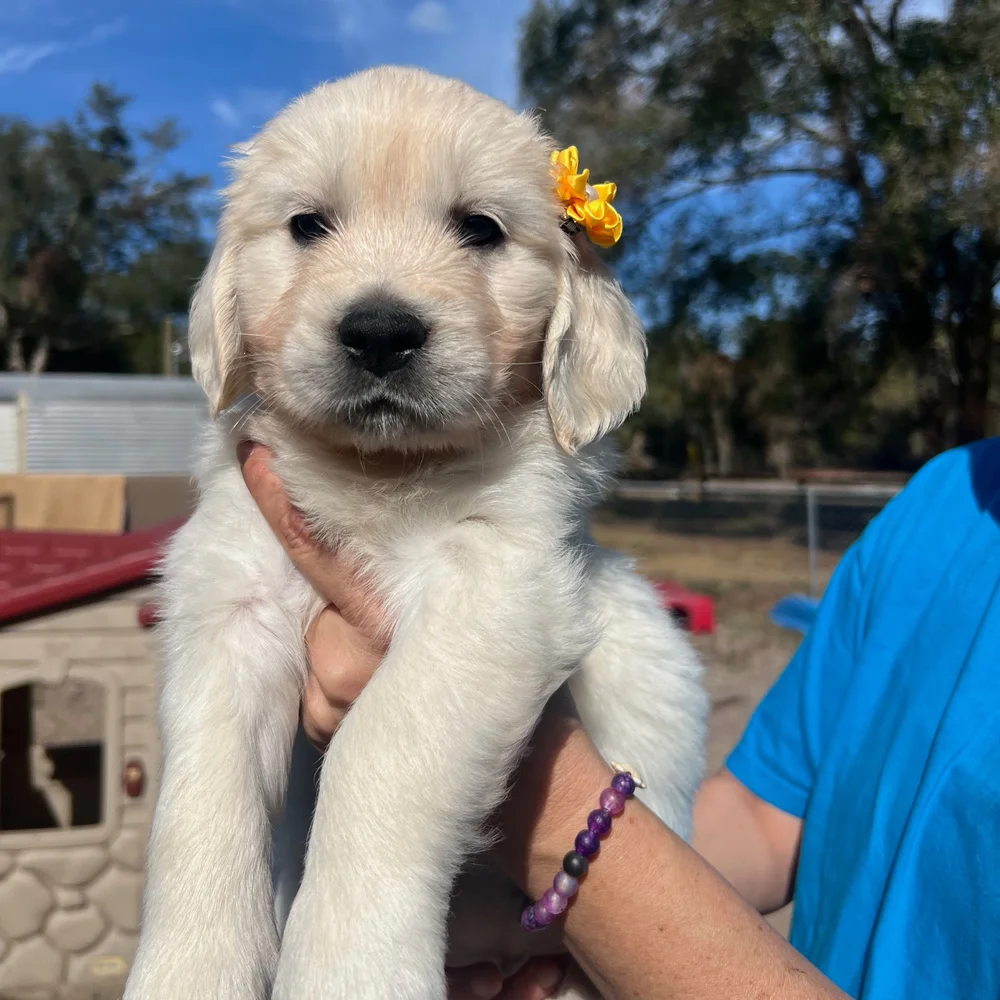 Hope Service Dogs, Inc