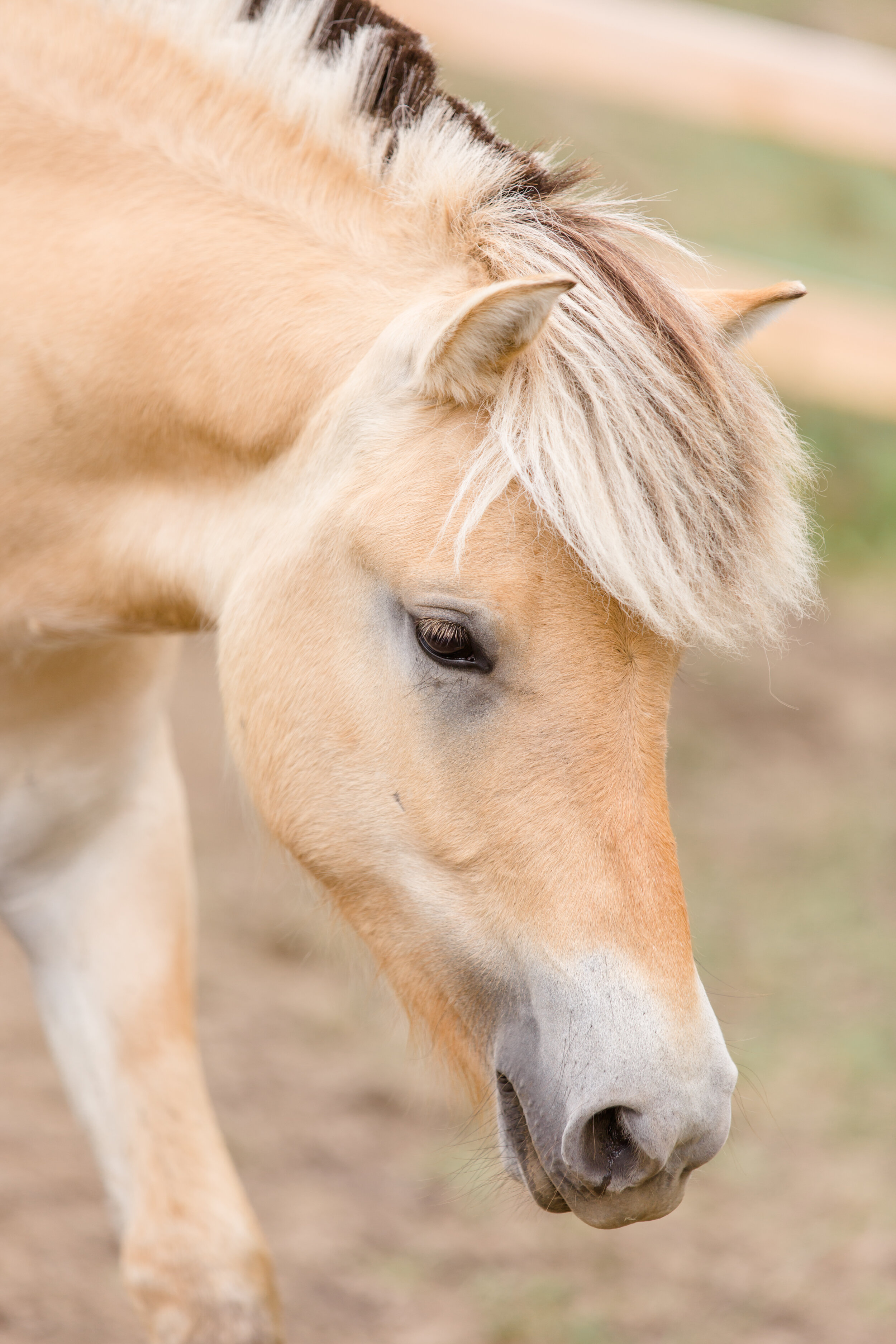 The Herd — Acres of Hope