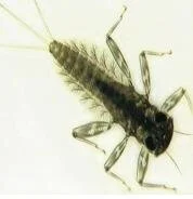 Mayfly (Ephemeroptera) — EcoSpark