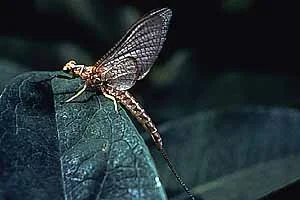 Mayfly (Ephemeroptera) — EcoSpark