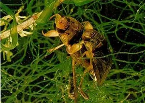 True Bug (Hemiptera) — EcoSpark