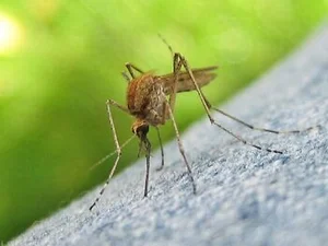 Mosquito (Culicidae) — EcoSpark
