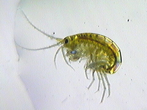 Scud (Amphipoda) — EcoSpark