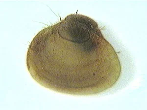 Clams and Bivalves (Pelecypoda) — EcoSpark