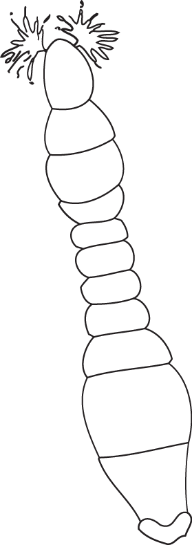 Blackfly (Simuliidae) — EcoSpark