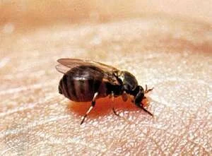 Blackfly (Simuliidae) — EcoSpark