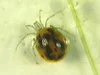 Aquatic Mites (Hydracarina) — EcoSpark