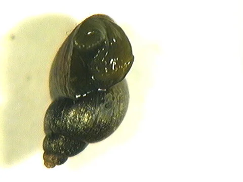 Snail (Gastropoda) — EcoSpark
