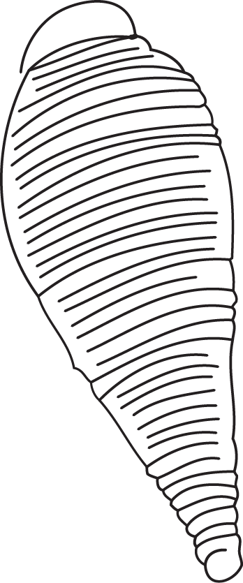 Leech (Hirudinea) — EcoSpark