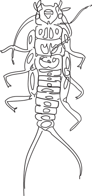 Stonefly (Plecoptera) — EcoSpark