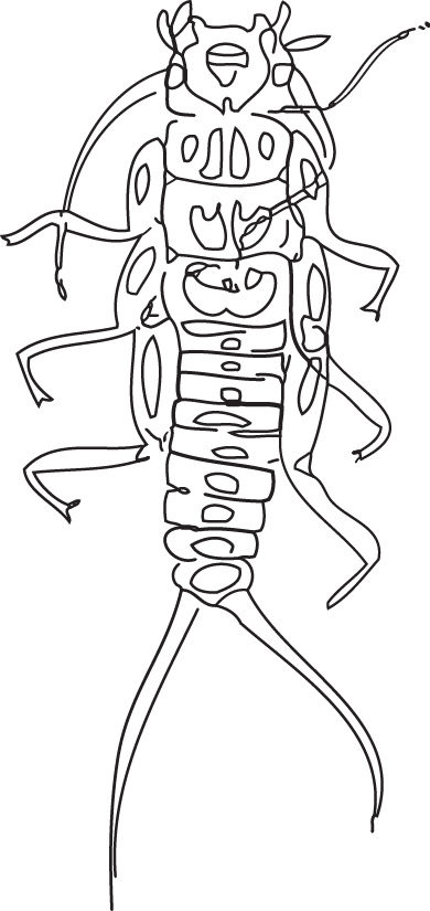 Stonefly (Plecoptera) — EcoSpark
