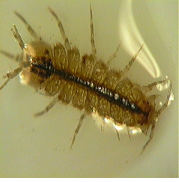 Life Underwater Series: Life of the Sow bug — EcoSpark